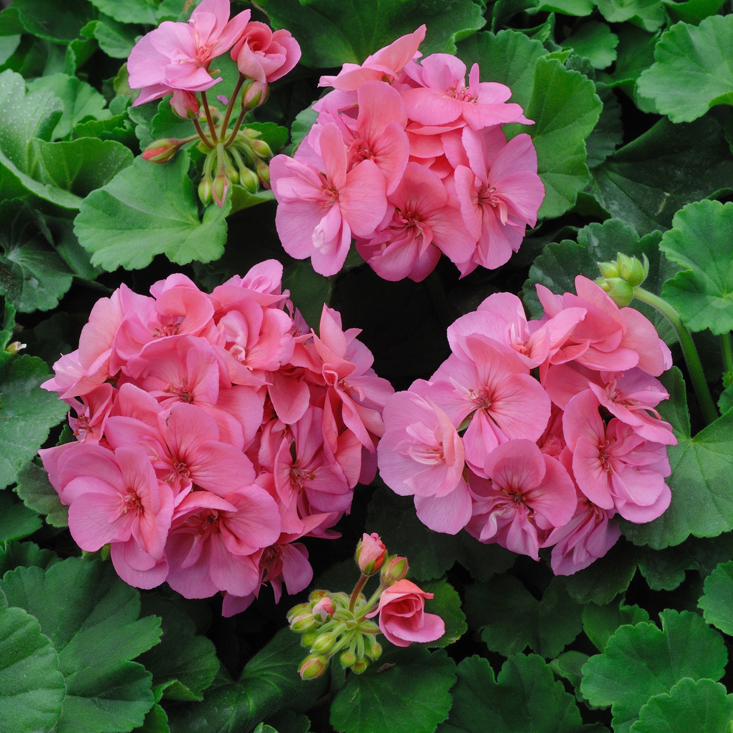 Geranium roze - Pelargonium zonale | Bakker.com