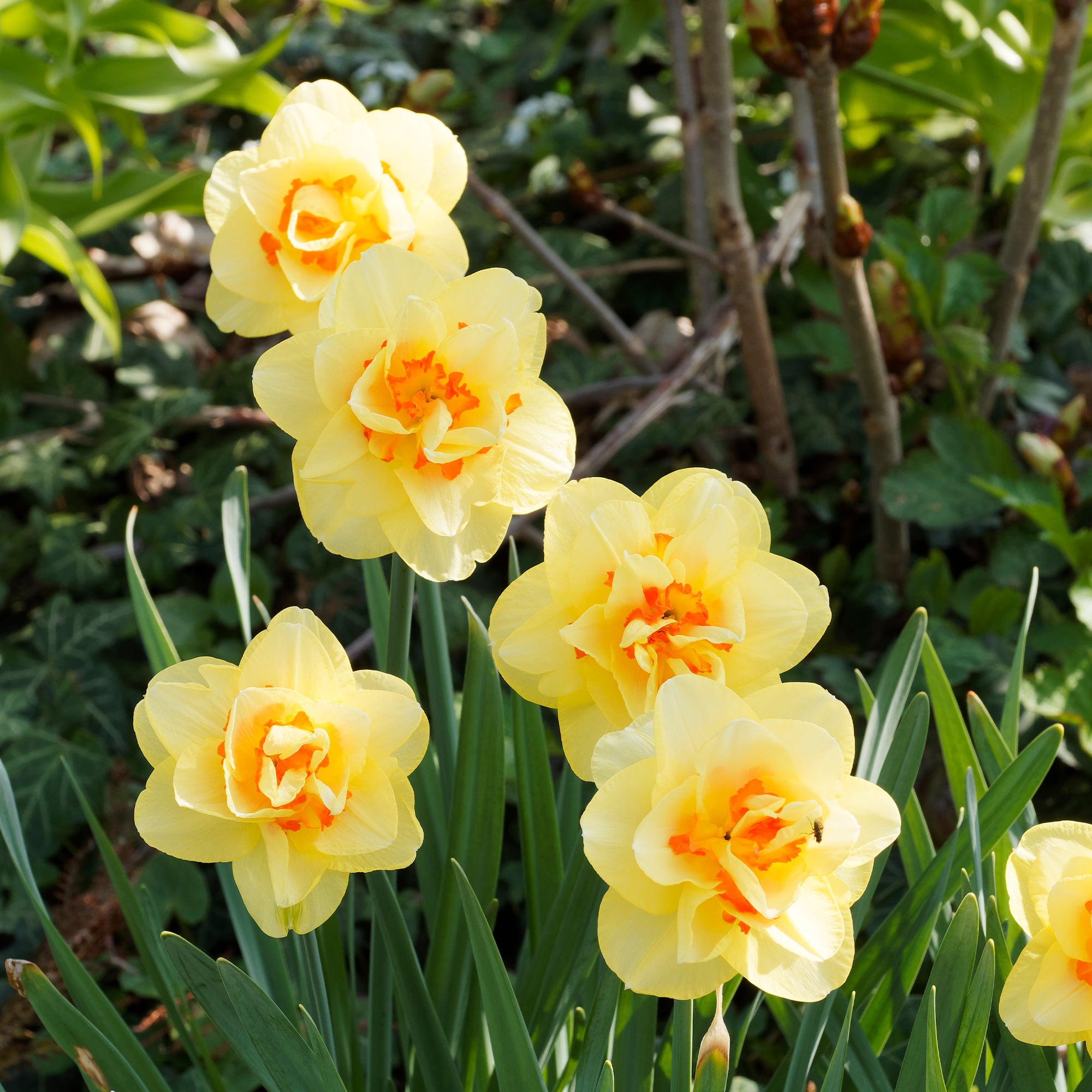 Bloembollen Narcis 'Double Flowers' - Narcissus | Bakker.com