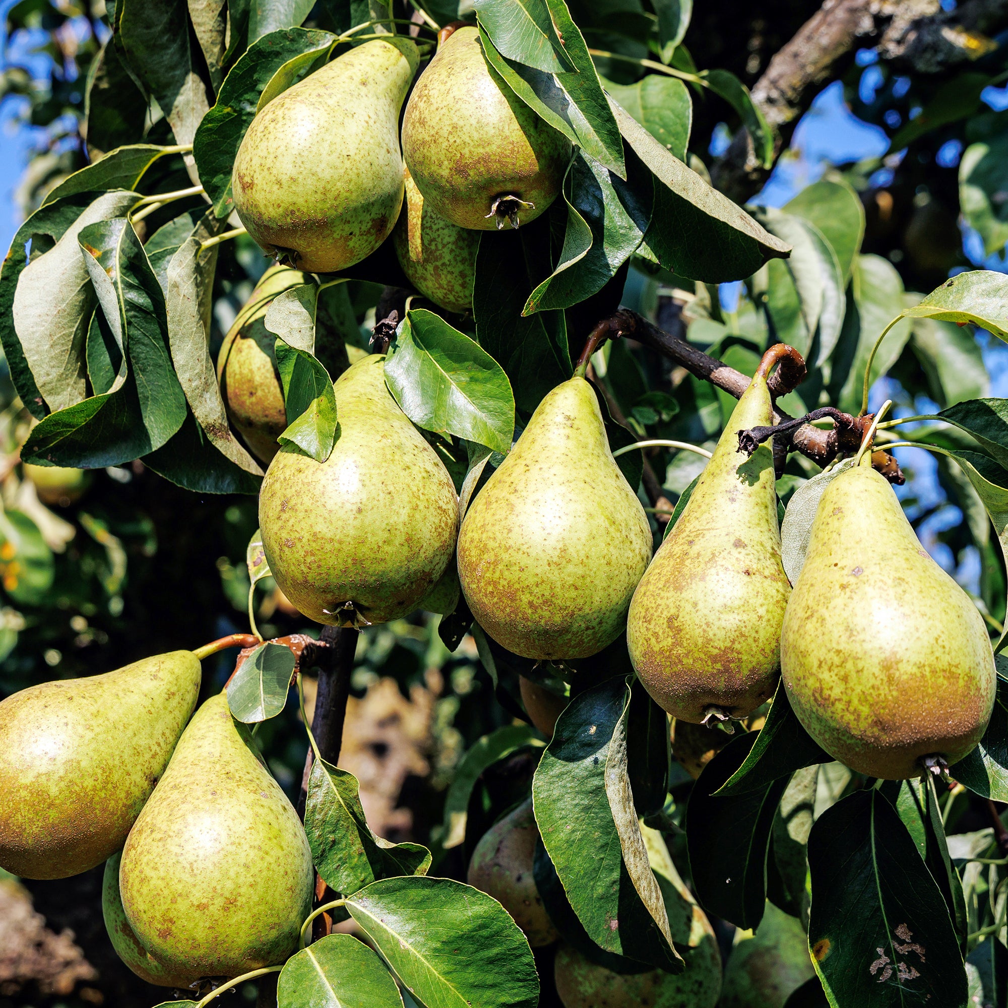 Perenboom 'Conference' - Pyrus communis conférence | Bakker.com
