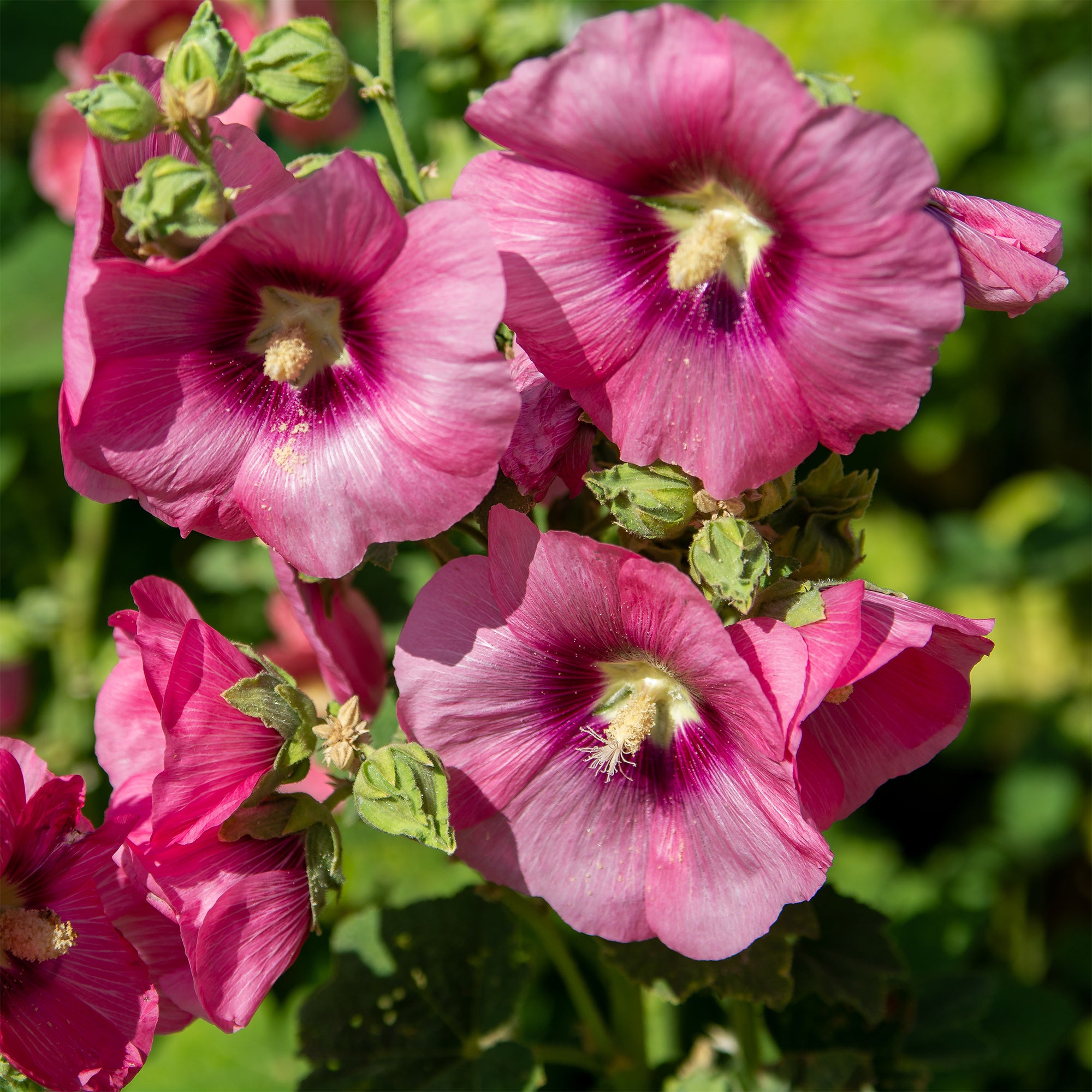 Stokroos Simplex - Alcea rosea simplex | Bakker.com