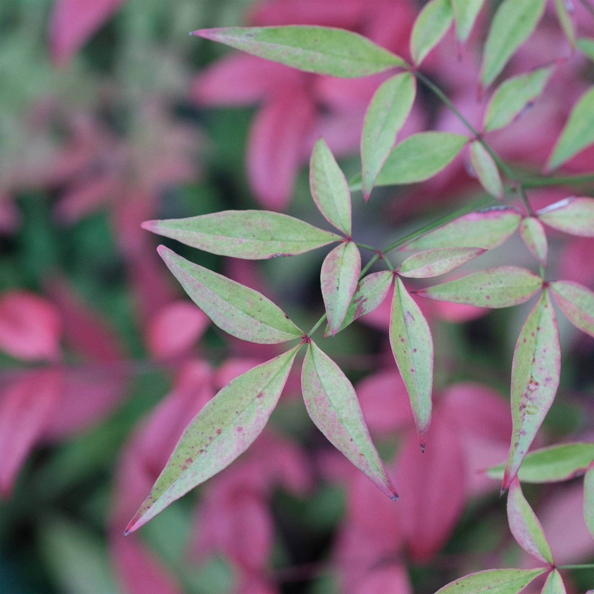 Dwerg heilige bamboe Flirt - Nandina domestica Flirt Murasaki | Bakker.com