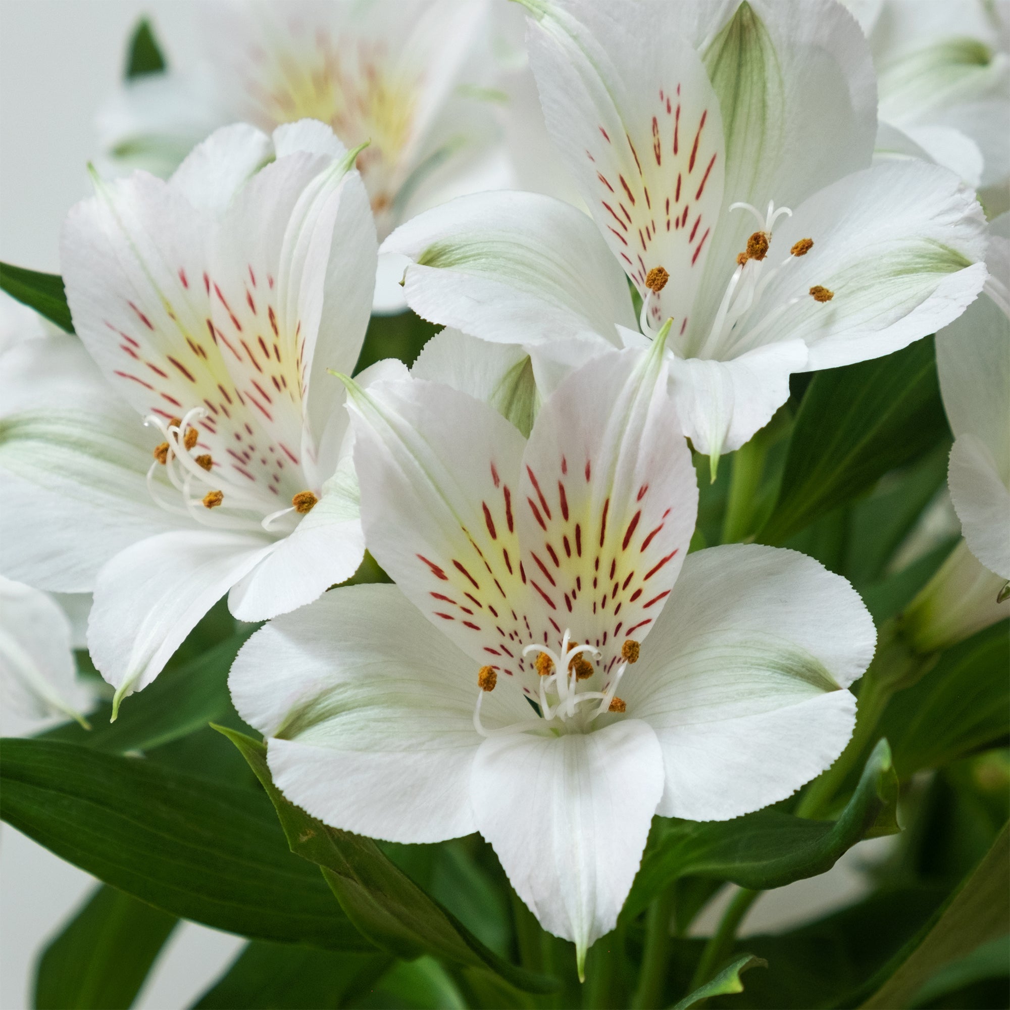 Inca Lelie - Alstroemeria Majestic Mazé - Alstroemeria Majestic Mazé ...