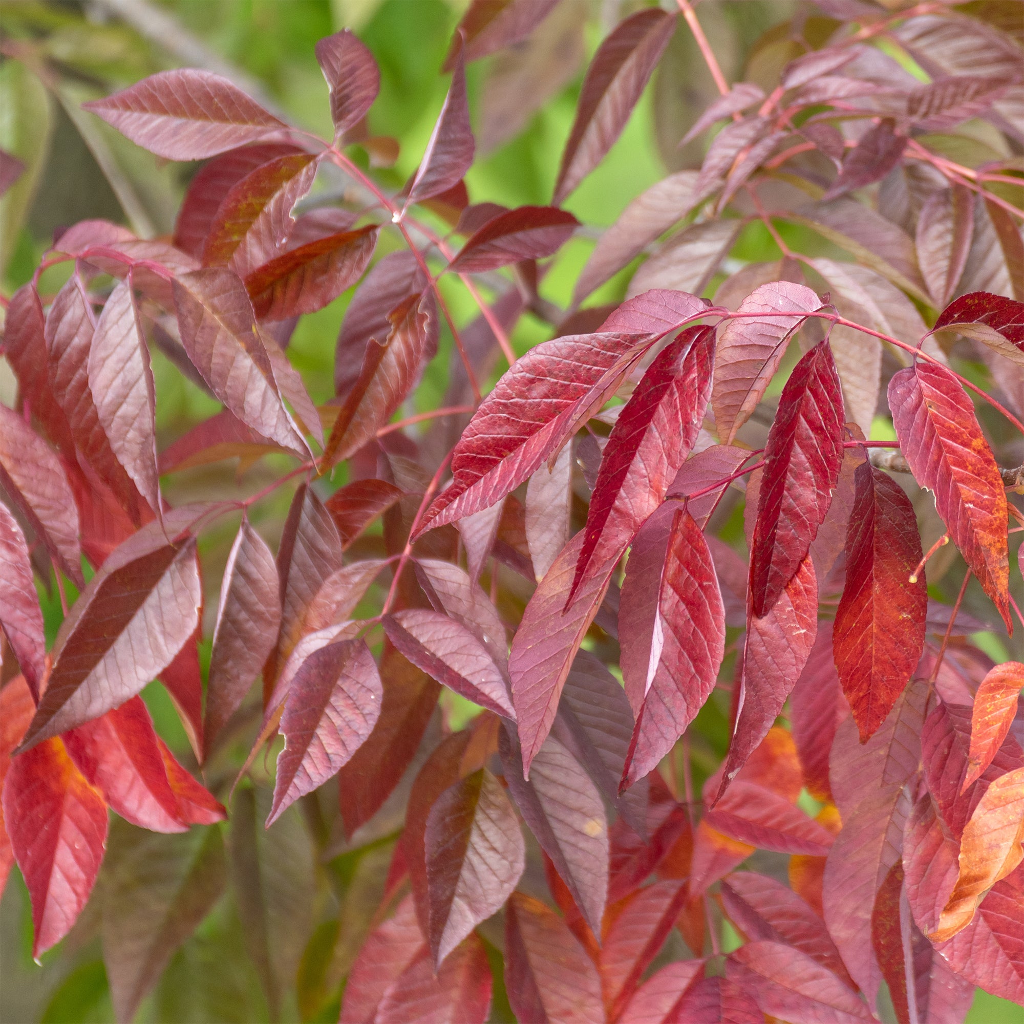 Amerikaanse es 'Autumn Applause' - Fraxinus americana Autumn Applause ...