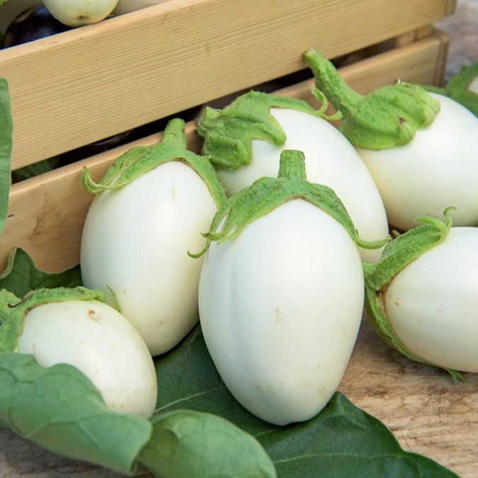 Zaden Aubergine 'Rond Wit Ei' - Solanum melongena blanche ronde à oeufs ...