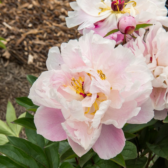 Pioenroos Lady Alexandra Duff - Paeonia lactiflora Lady Alexandra Duff ...