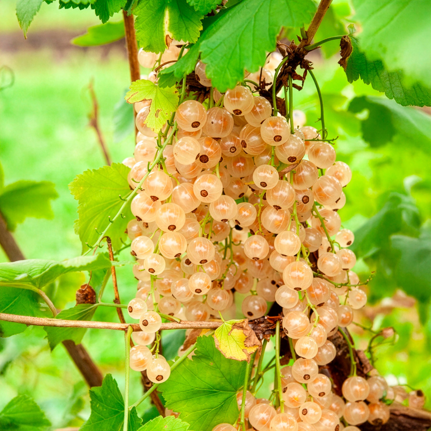 Witte aalbes op stam - Ribes rubrum Versaillaise Blanche | Bakker.com