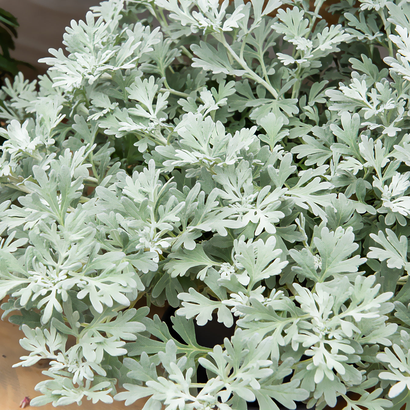 Alsem Broughton Silver - Artemisia stelleriana boughton silver | Bakker.com