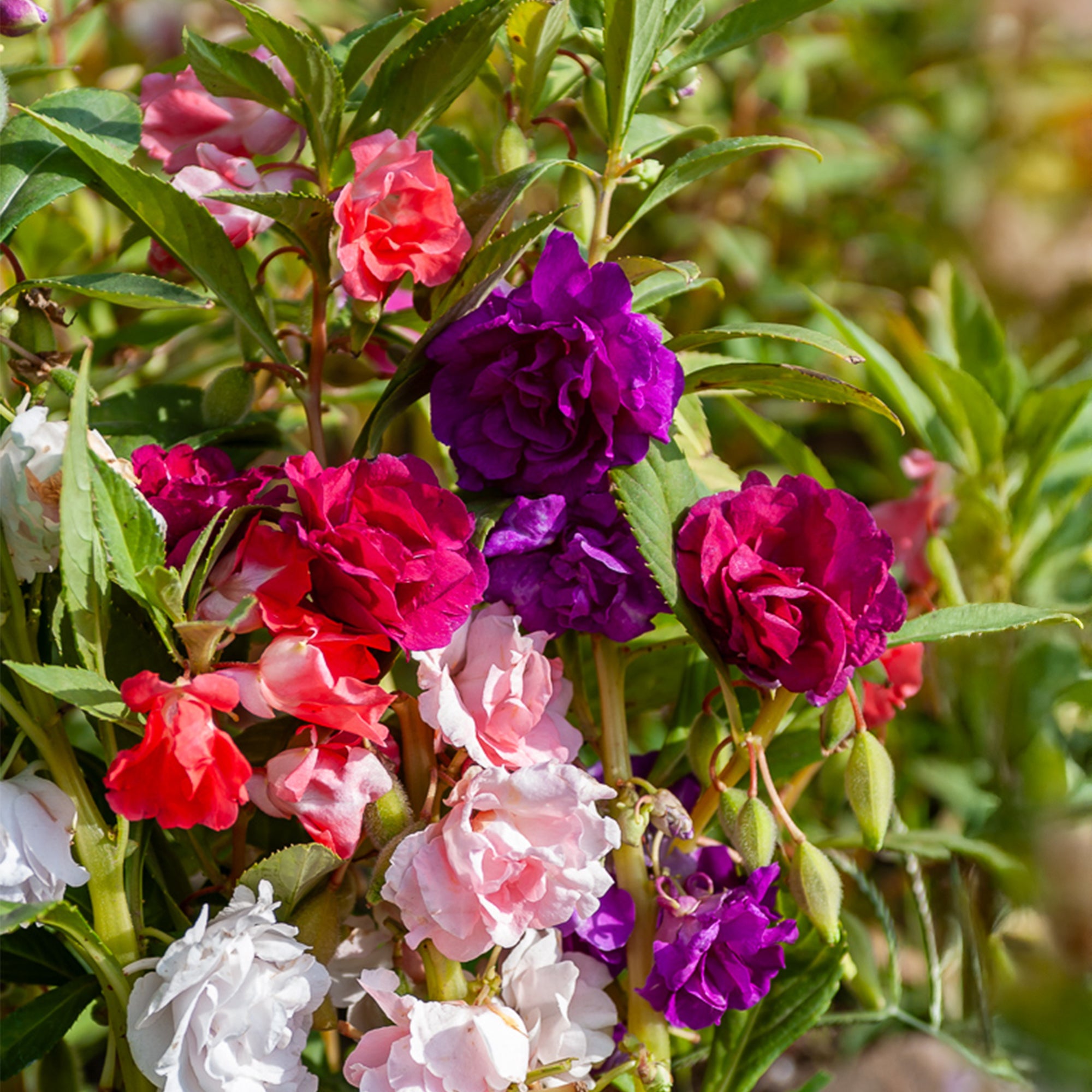 Vlijtig Liesje - Impatiens | Online kopen op Bakker.com