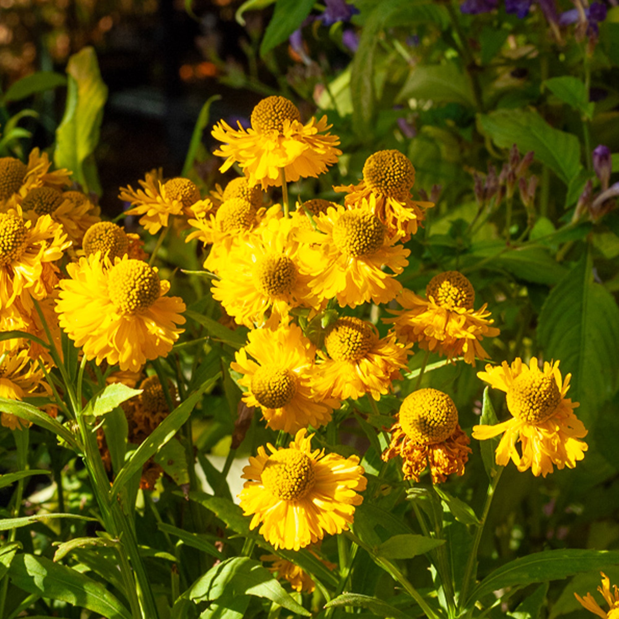 Helenium 'Double Trouble' / Zonnekruid - Helenium double trouble ...