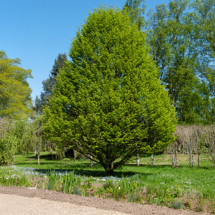 Zuilvormige haagbeuk - Carpinus betulus Fastigiata | Bakker.com