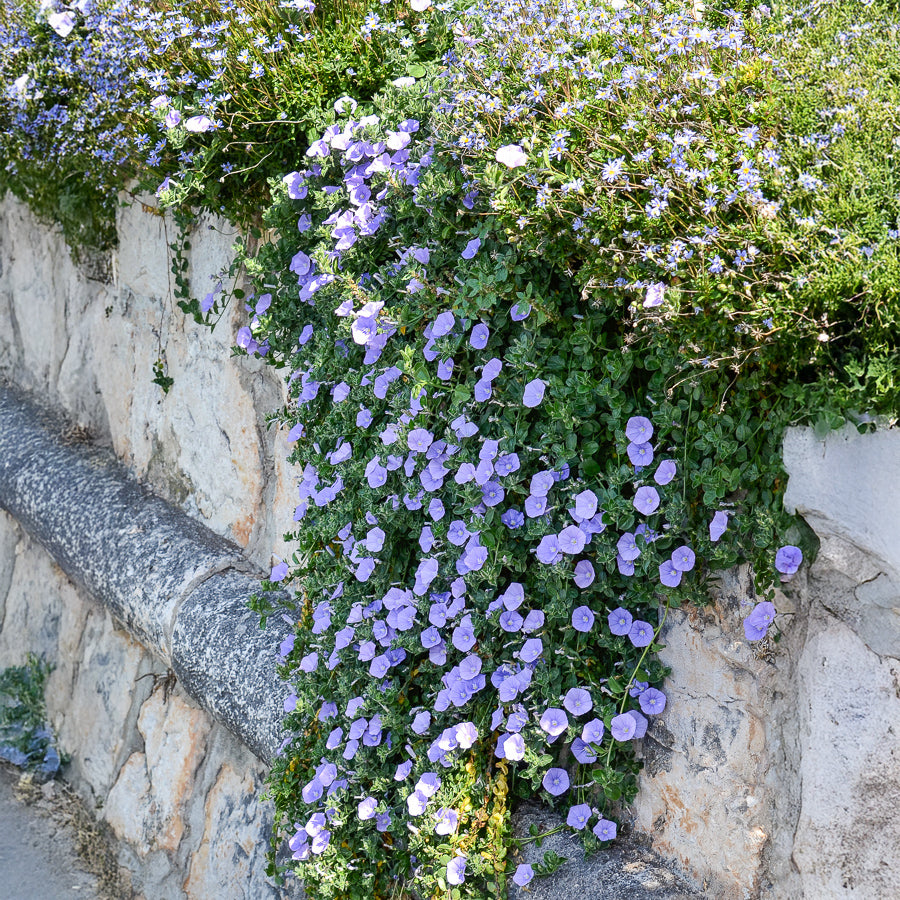 Mauritaanse winde - Convolvulus mauritanicus | Bakker.com
