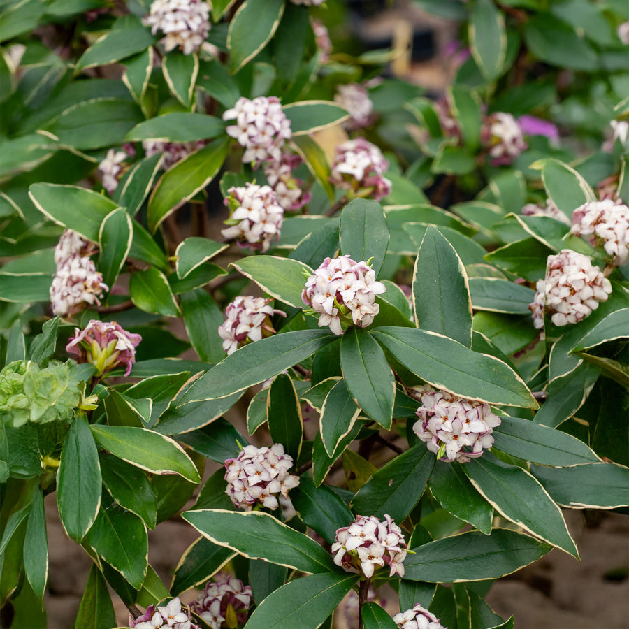 Daphnea Aureomarginata - Daphne odora Aureomarginata | Bakker.com