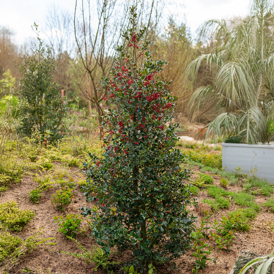 Hulst Alaska - Ilex aquifolium Alaska | Bakker.com