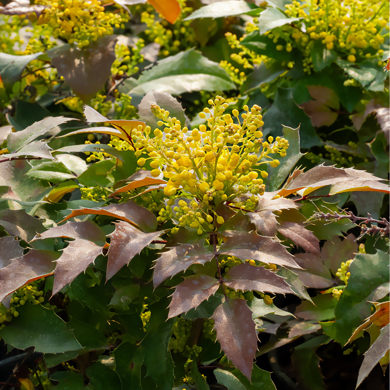 Mahoniestruik Apollo - Mahonia aquifolium Apollo | Bakker.com