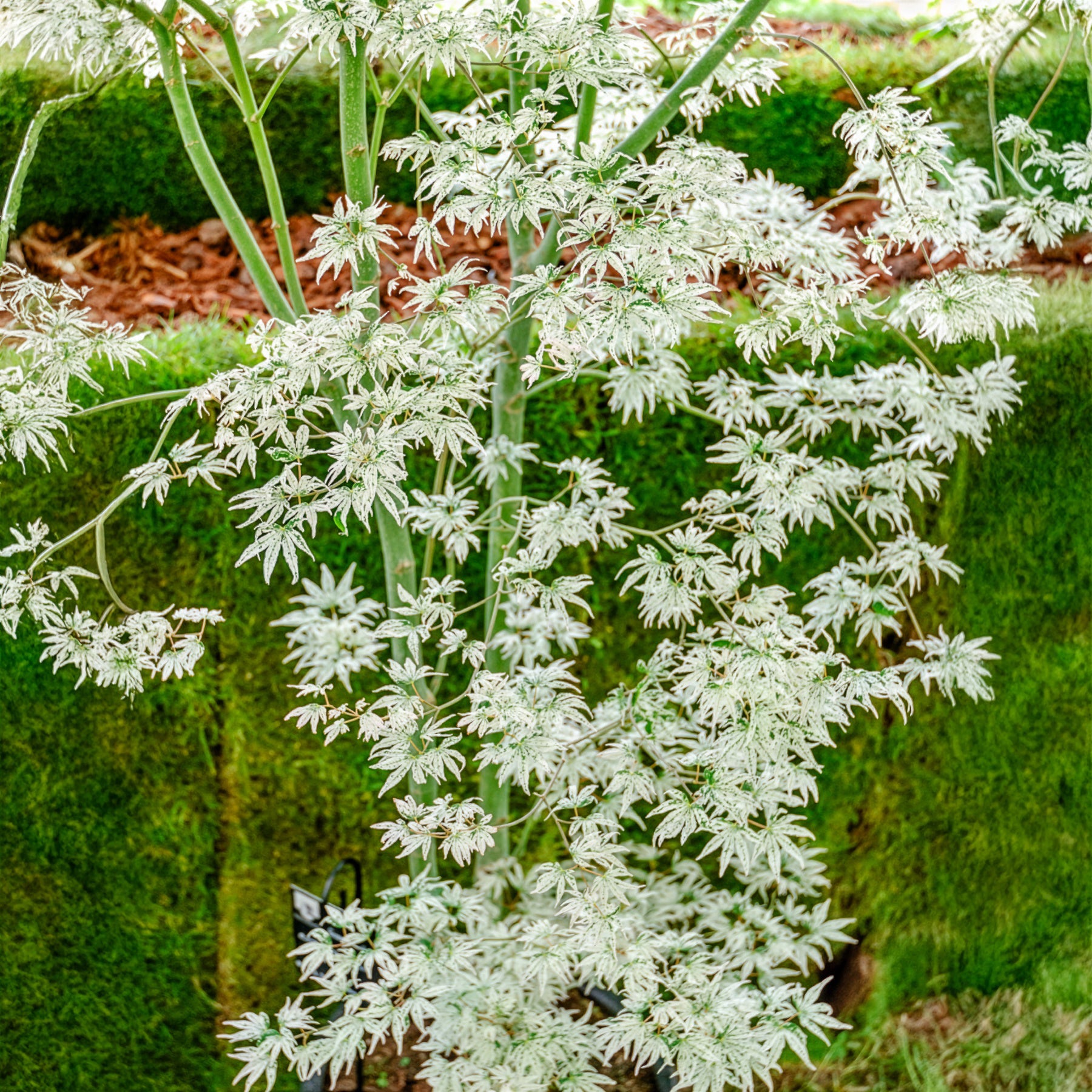 Japanse esdoorn Ukigumo - Acer palmatum 'Ukigumo' | Bakker.com