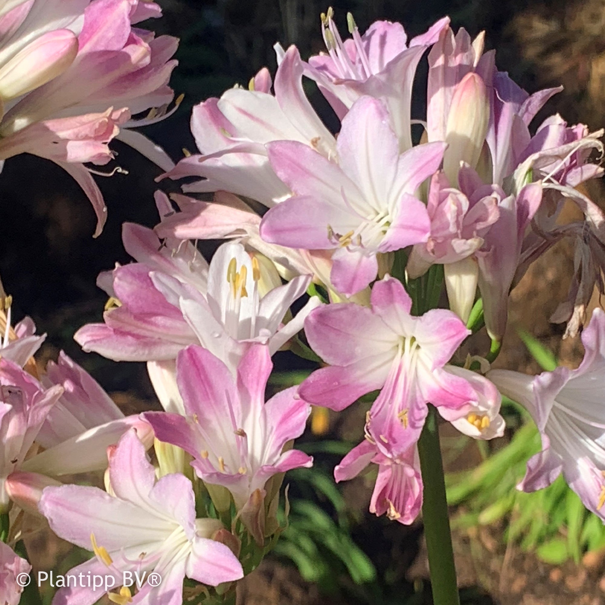 Afrikaanse lelie 'Blush Pink' - Agapanthus Blush Pink | Bakker.com