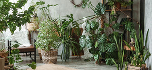 Tuinplanten | Online kopen op Bakker.com