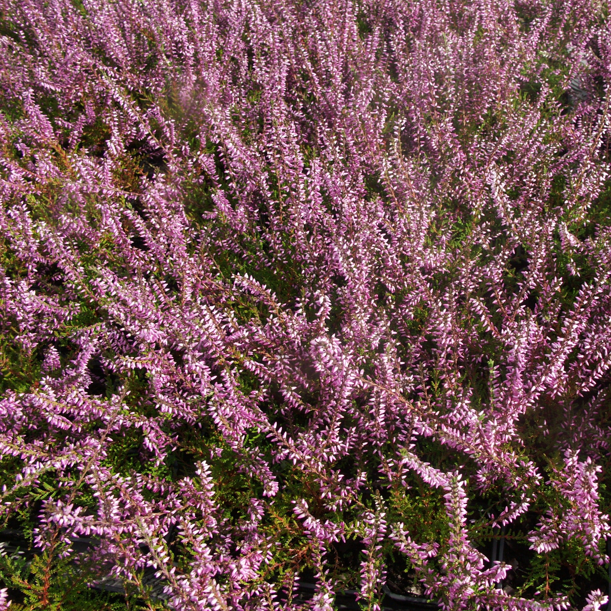 Dopheide - roze (x3) - Calluna vulgaris | Bakker.com