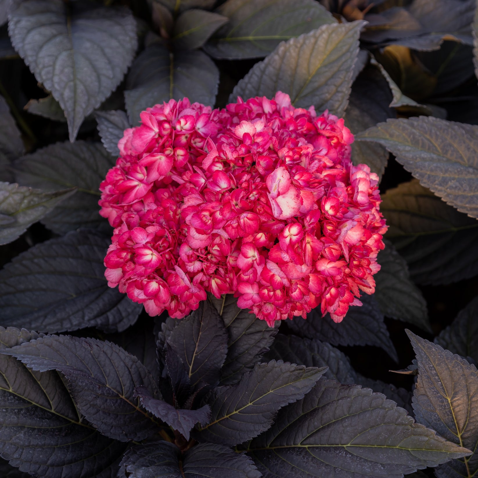 Hortensie 'Eclipse Bailmacseven' - Hydrangea macrophylla Eclipse ...