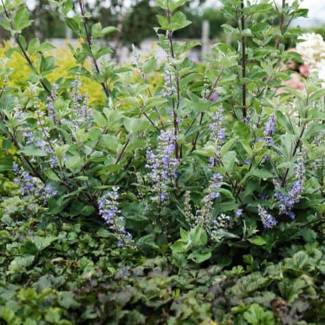 Vitex x Chicagoland Blues 'Daniel Searl' - Vitex x Chicagoland Blues ...