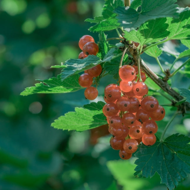 Roze bes 'Gloire des Sablons' - Ribes rubrum Gloire des Sablons ...