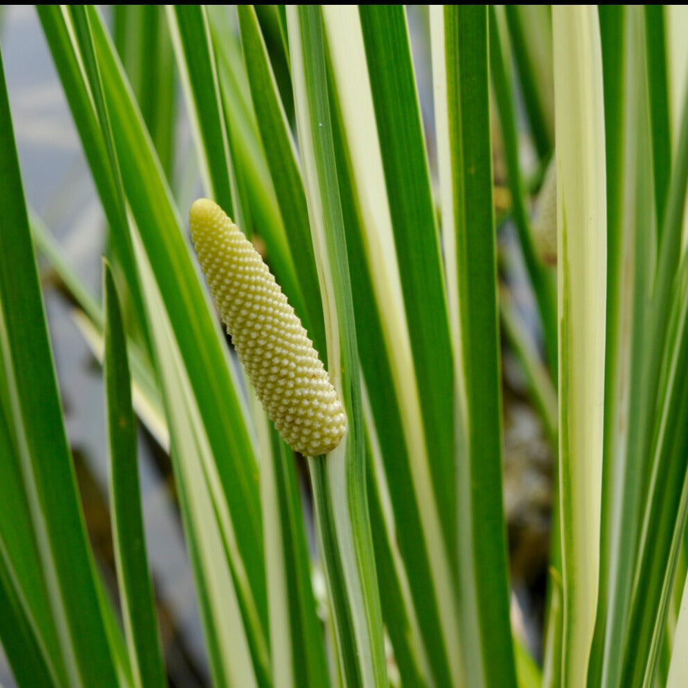 Bonte kalmoes - Acorus calamus variegatus | Bakker.com