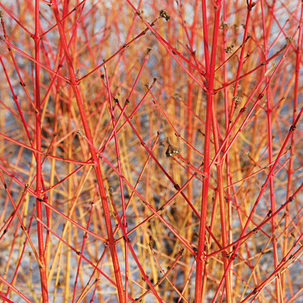 Rode kornoelje 'Midwinter Fire' - Cornus sanguinea midwinter fire ...