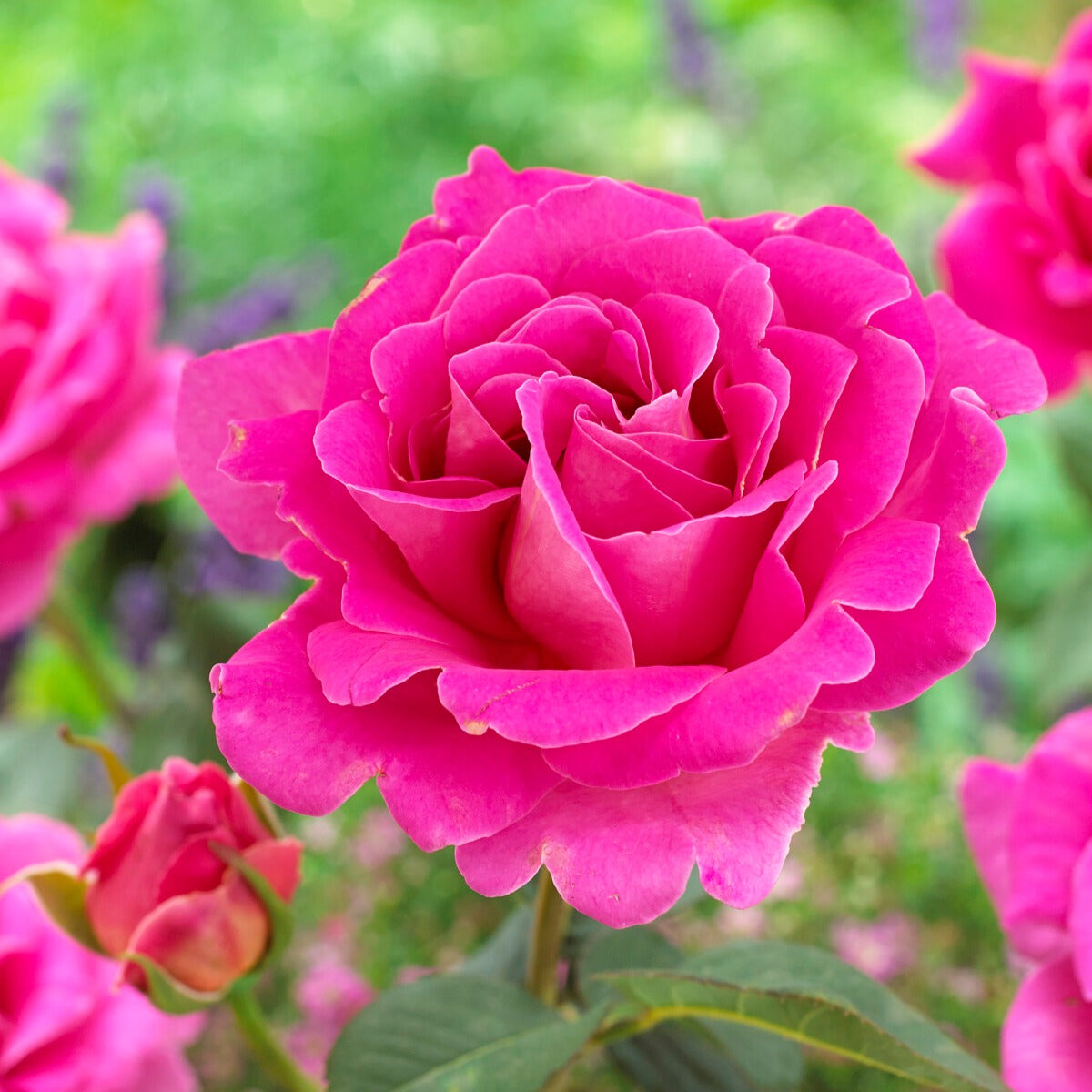 Roos 'Pink Perfume' - Rosa pink perfume | Bakker.com