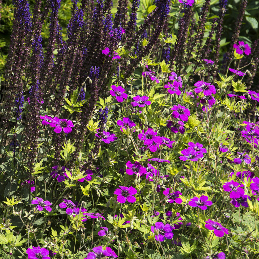 Ooievaarsbek Anne Thomson - Geranium anne thomson | Bakker.com