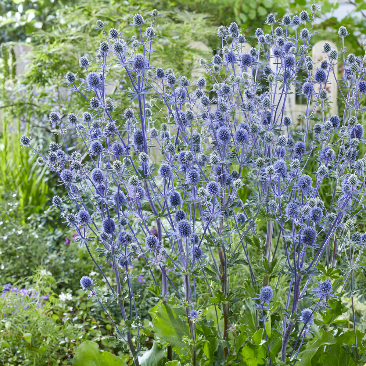 Blauwe distel - Eryngium planum | Bakker.com