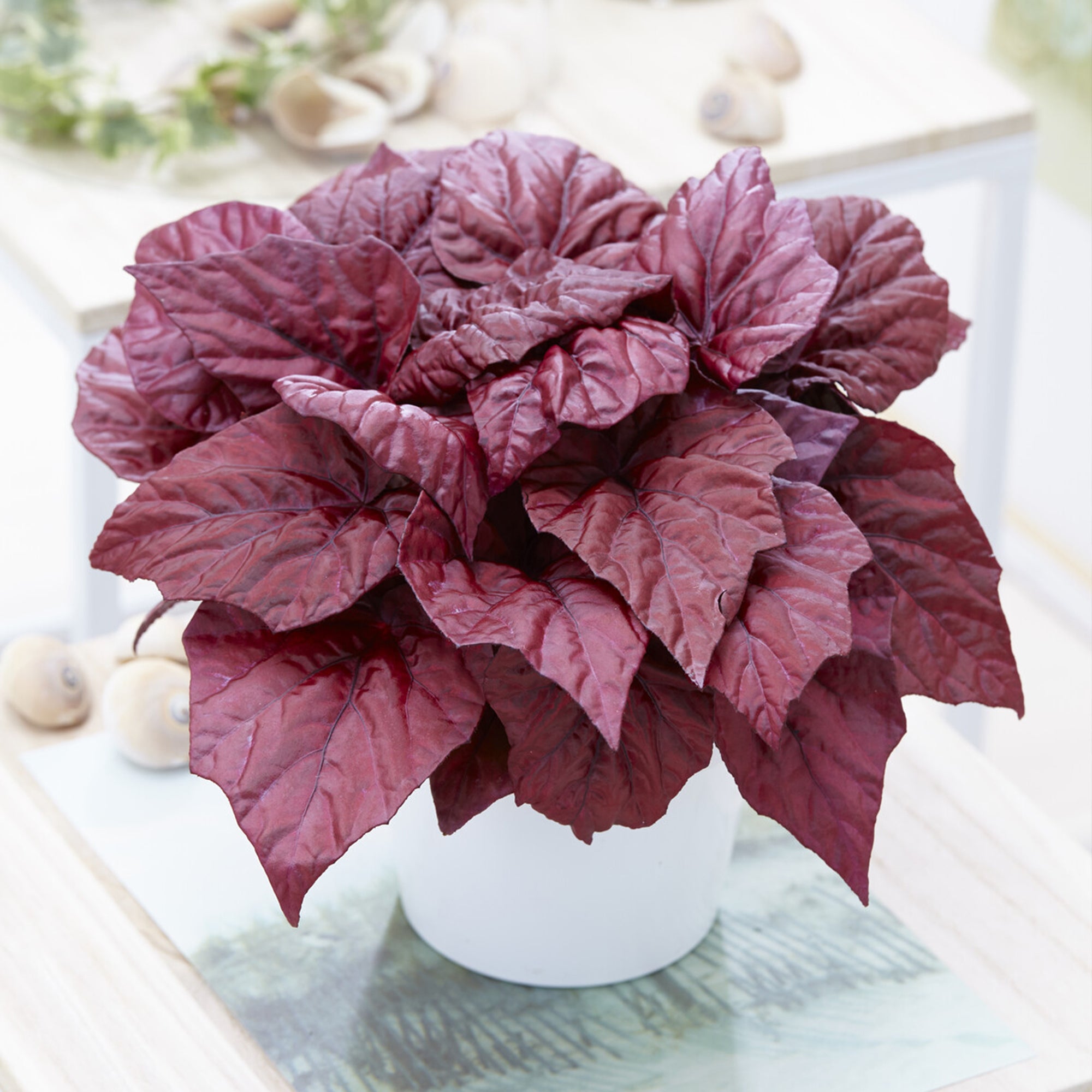 Begonia Inca Flame - Begonia rex Beleaf Inca Flame | Bakker.com