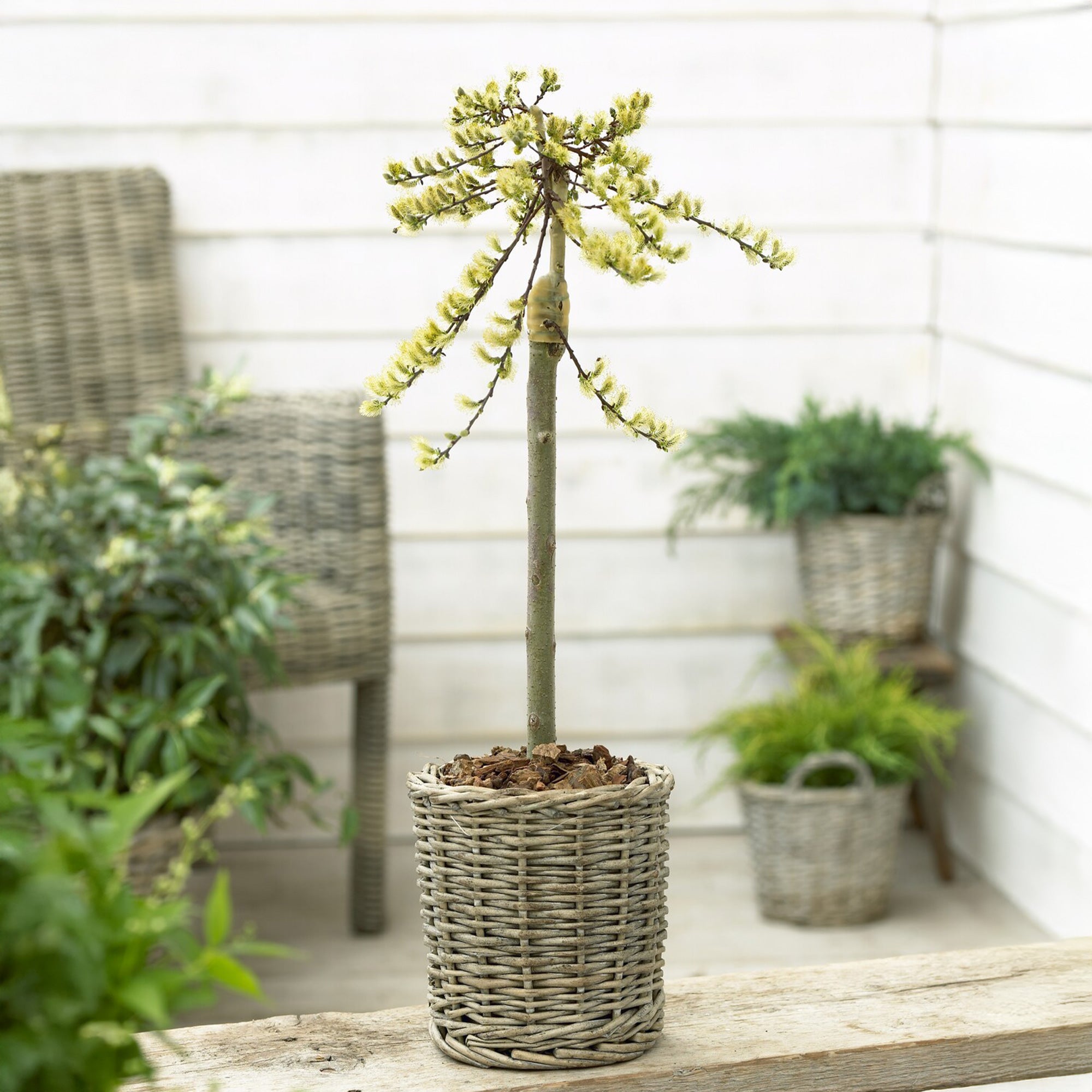 Kruipwilg op stam met gele katjes - Salix repens 'Iona' tige 40 ...