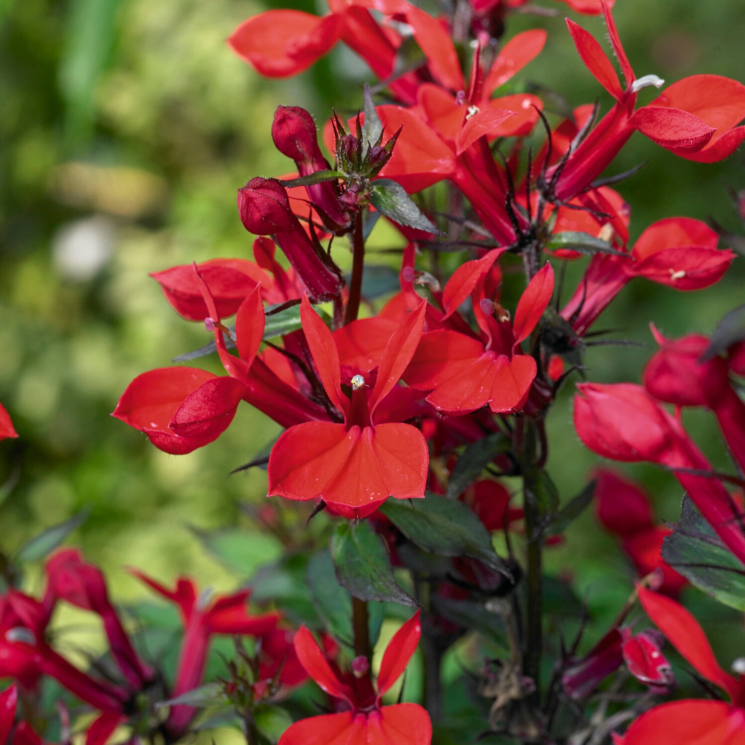 Lobelia 'Queen Victoria' - Lobelia queen victoria | Bakker.com