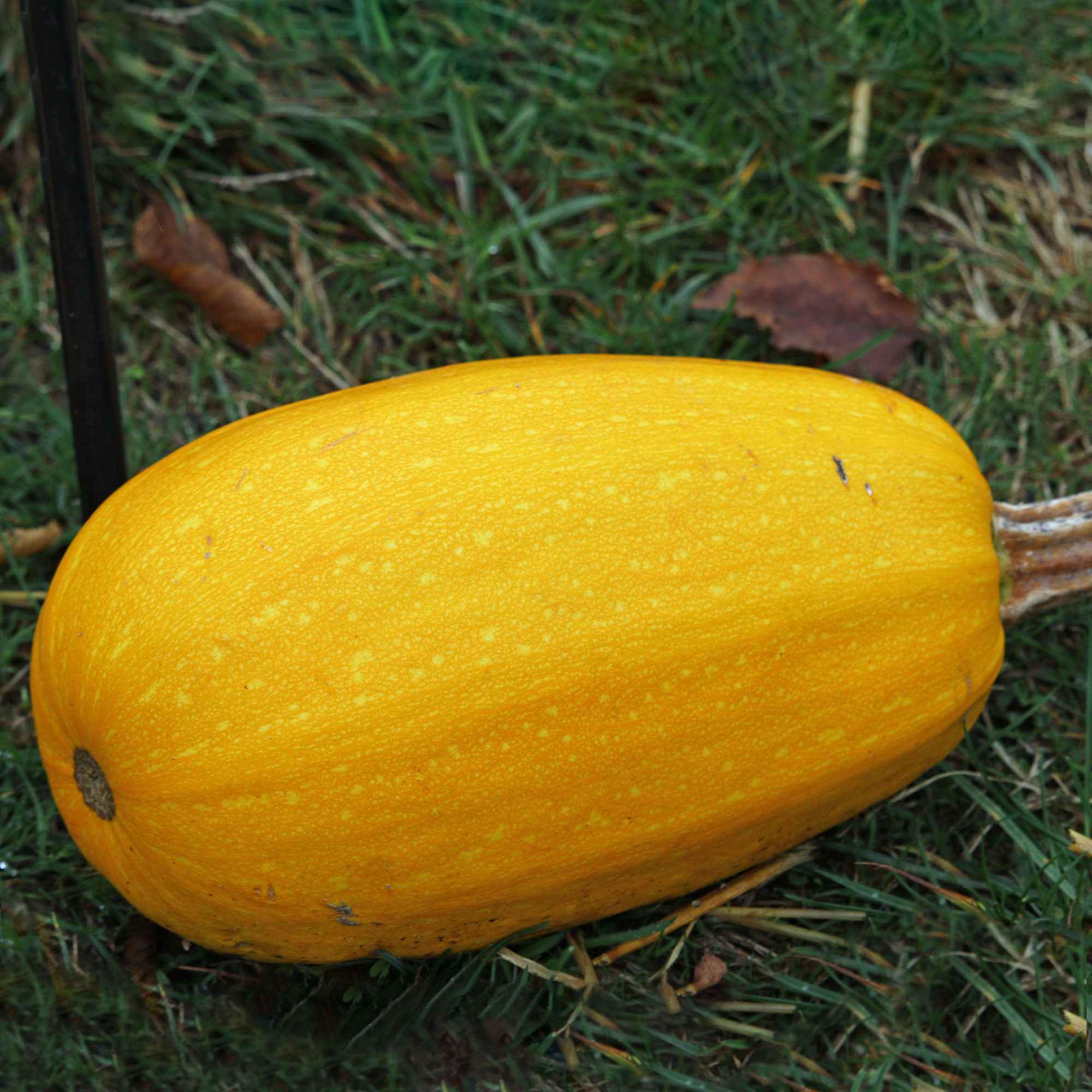 Zaden Pompoen 'Vegetable Spaghetti' - Cucurbita pepo spaghetti végétal ...