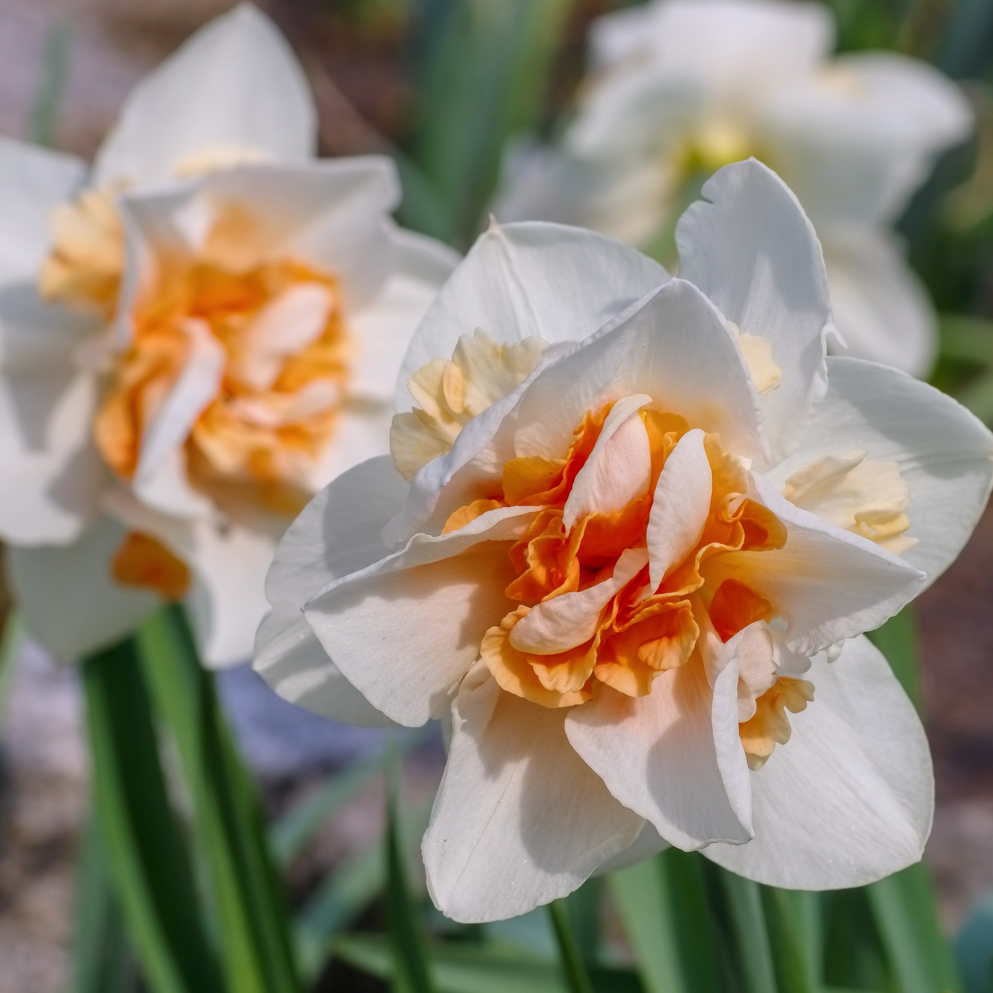 Bloembollen Dubbele Narcissen 'Replete' (x10) - Narcissus replete ...