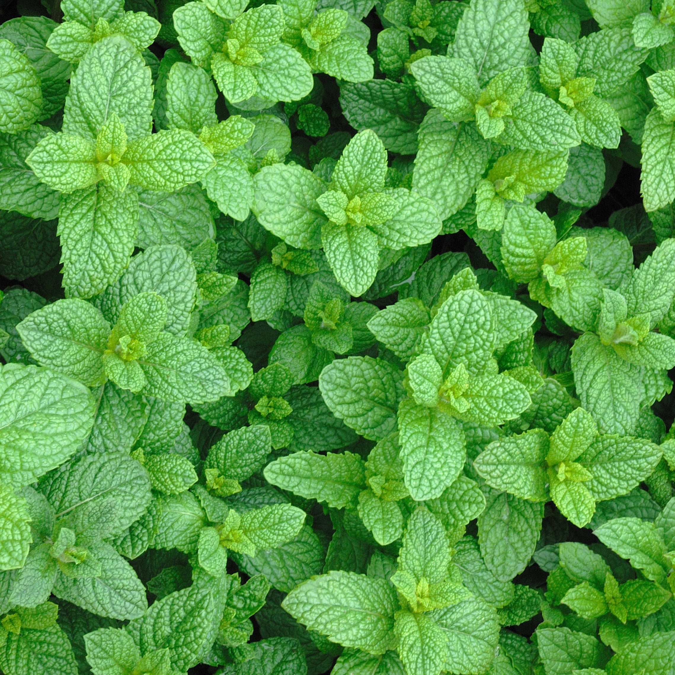 Marokkaanse munt - Mentha spicata nana | Bakker.com