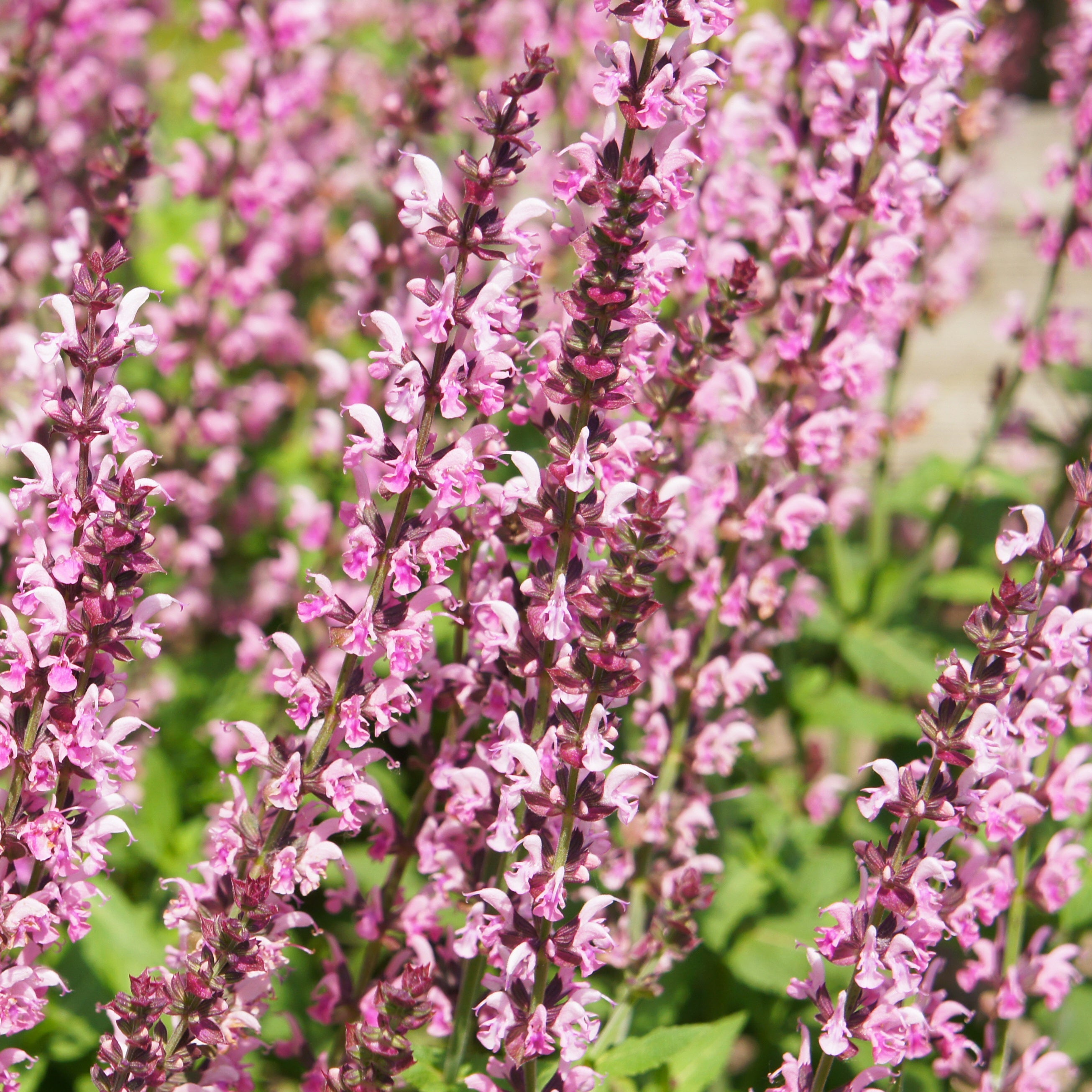 Bossalie 'Rose Marvel' - Salvia nemorosa rose marvel | Bakker.com
