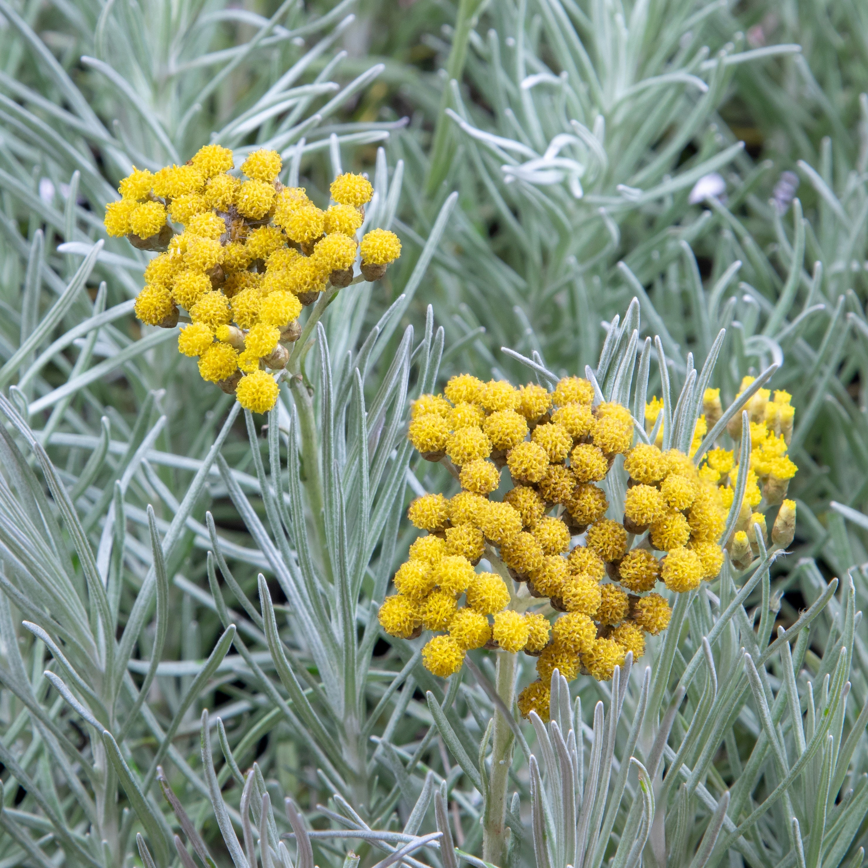 Kerrieplant - Helichrysum italicum subsp. serotinum | Bakker.com