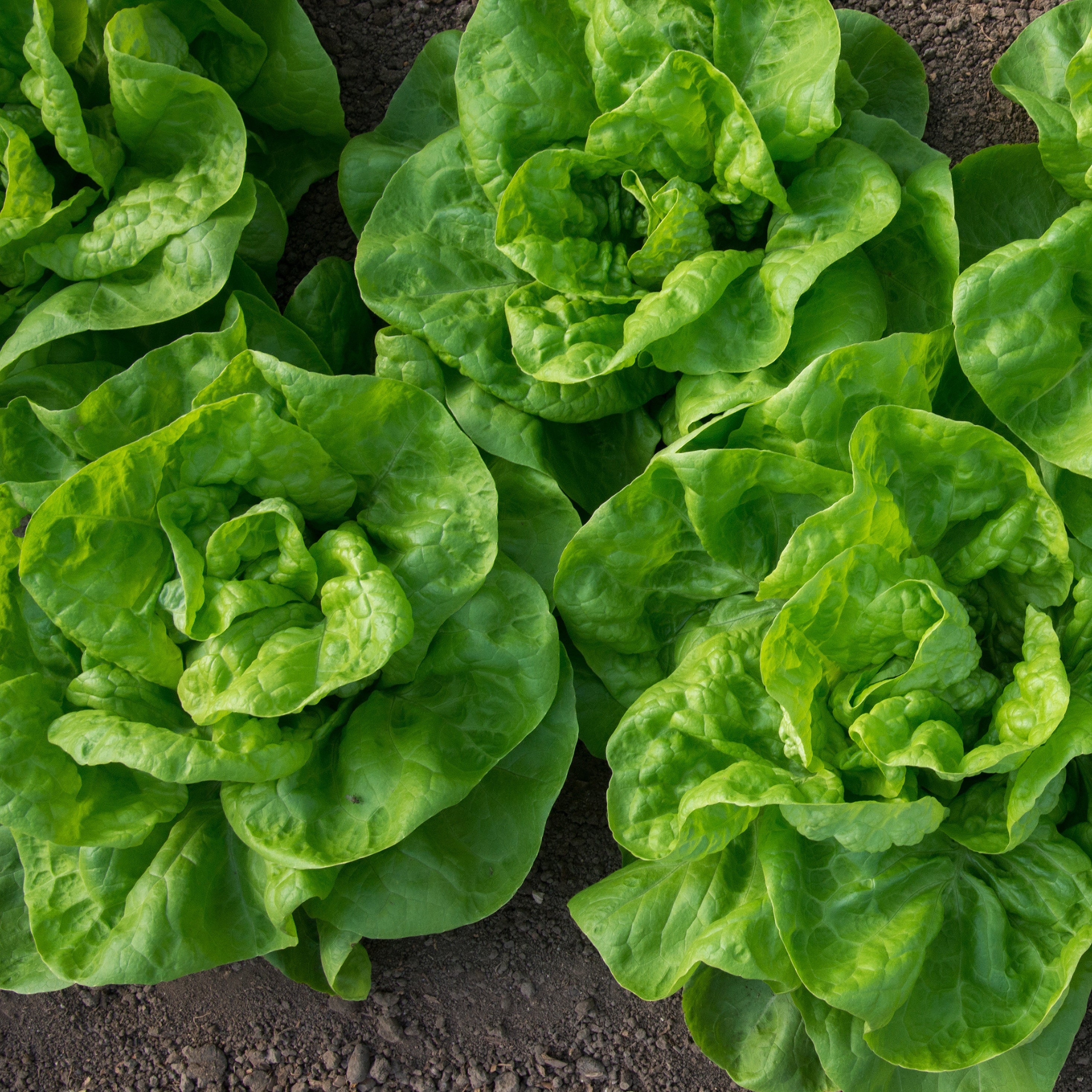 Kropsla 'Novappia' – Bakker.com