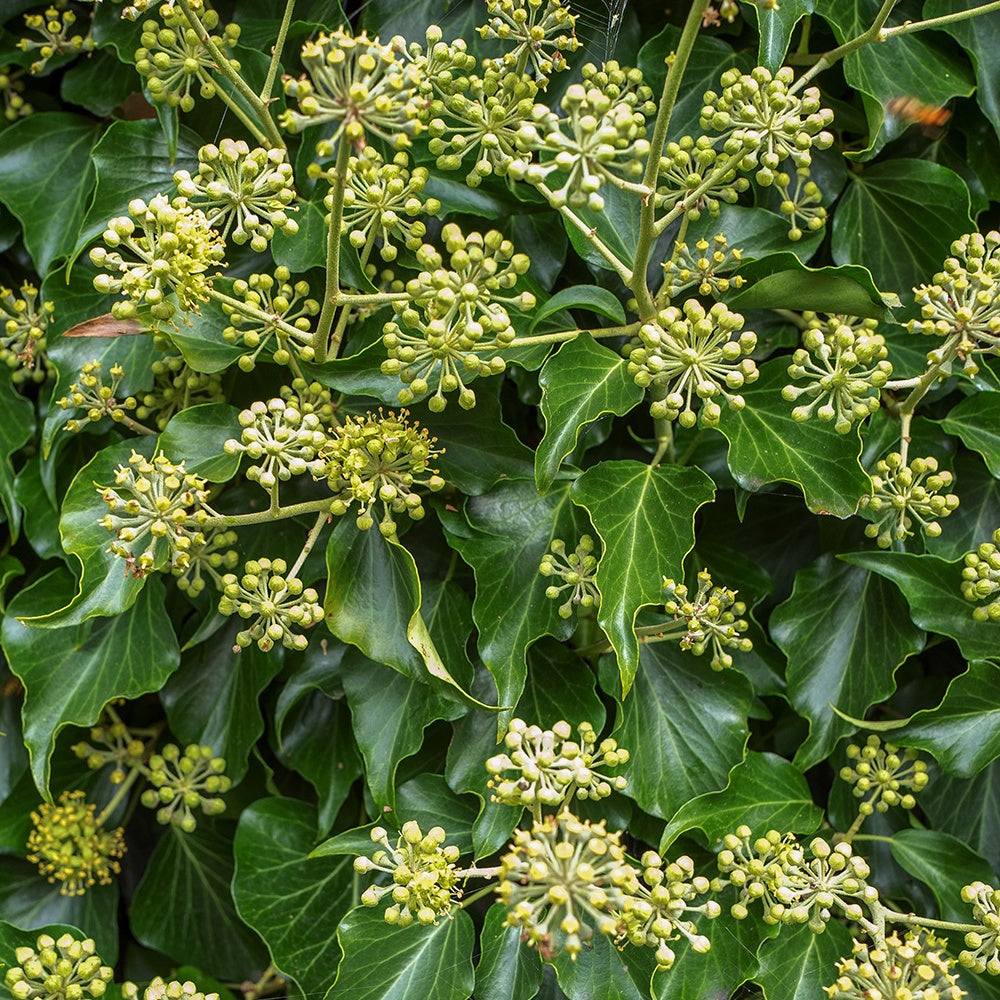 Struik klimop - Hedera helix arborescens | Bakker.com