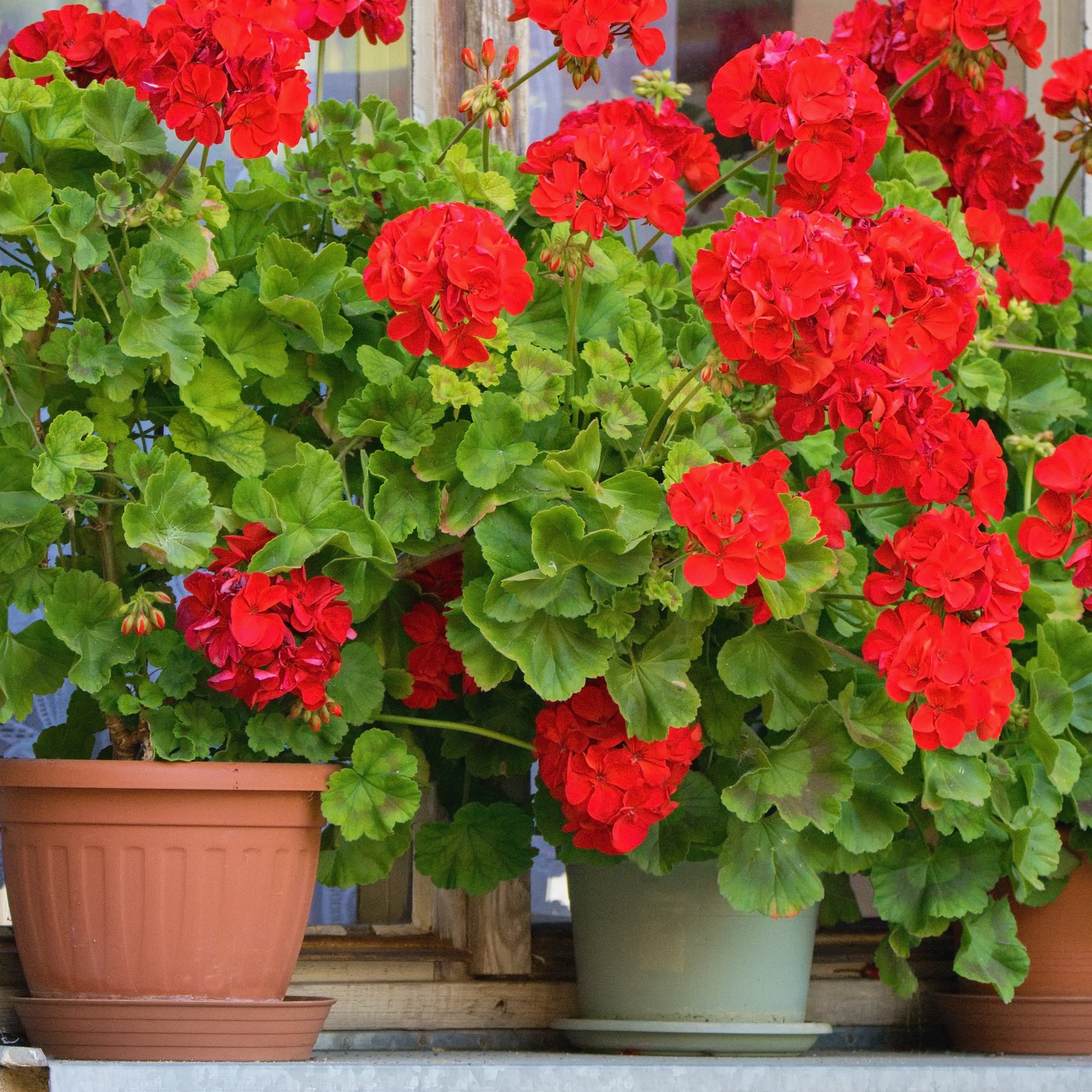 Geranium - rood - Pelargonium zonale | Bakker.com