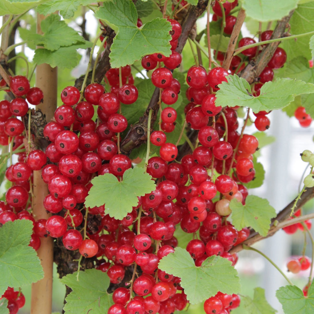 Aalbes 'Rovada' - Ribes rubrum rovada | Bakker.com