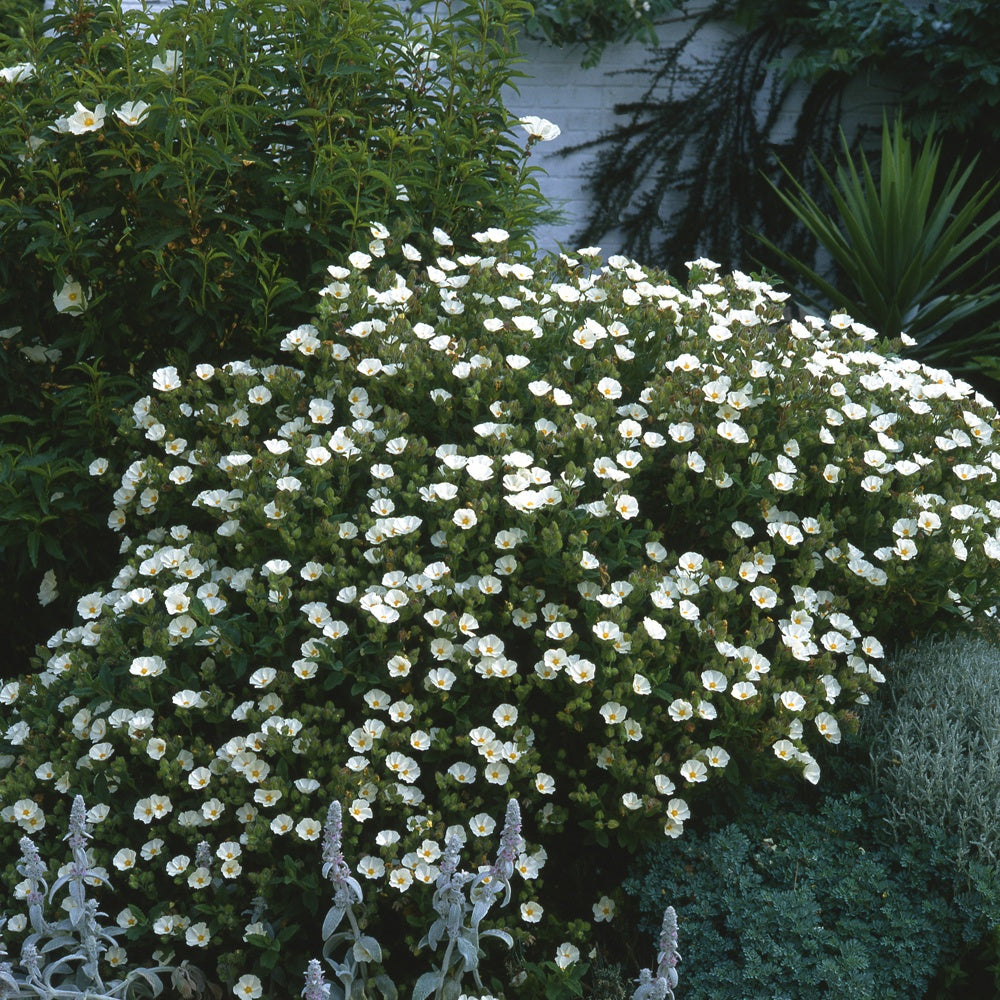 Rotsroos Florentinus - Cistus florentinus | Bakker.com