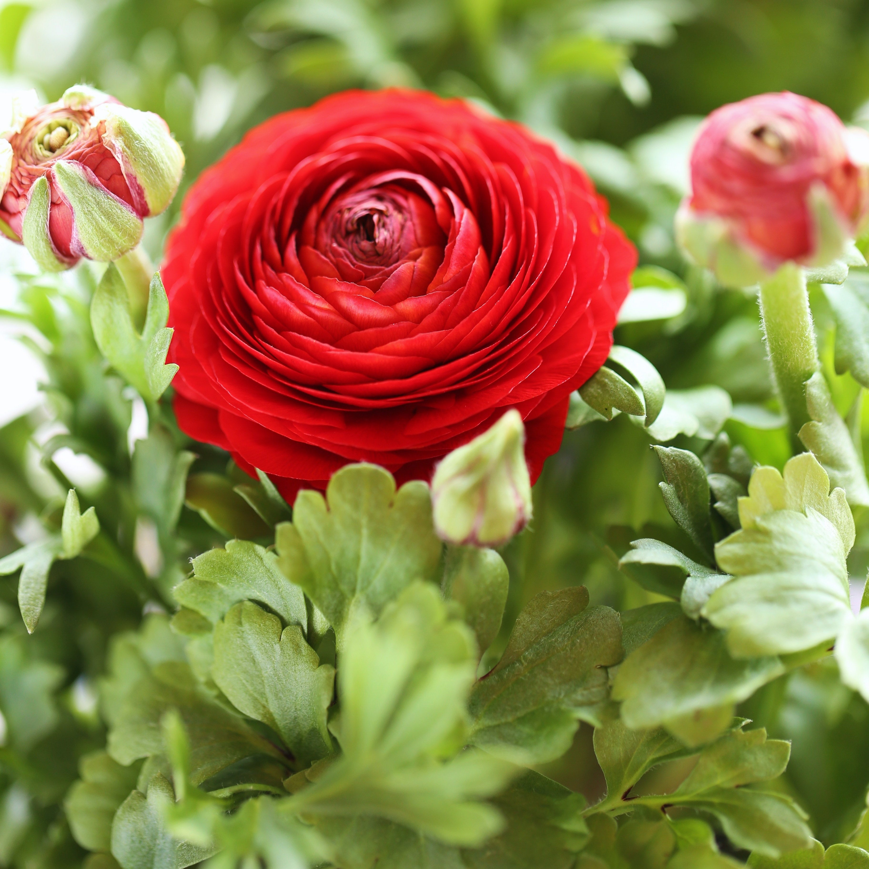 Bloembollen Rode Ranonkels - Ranunculus red | Bakker.com