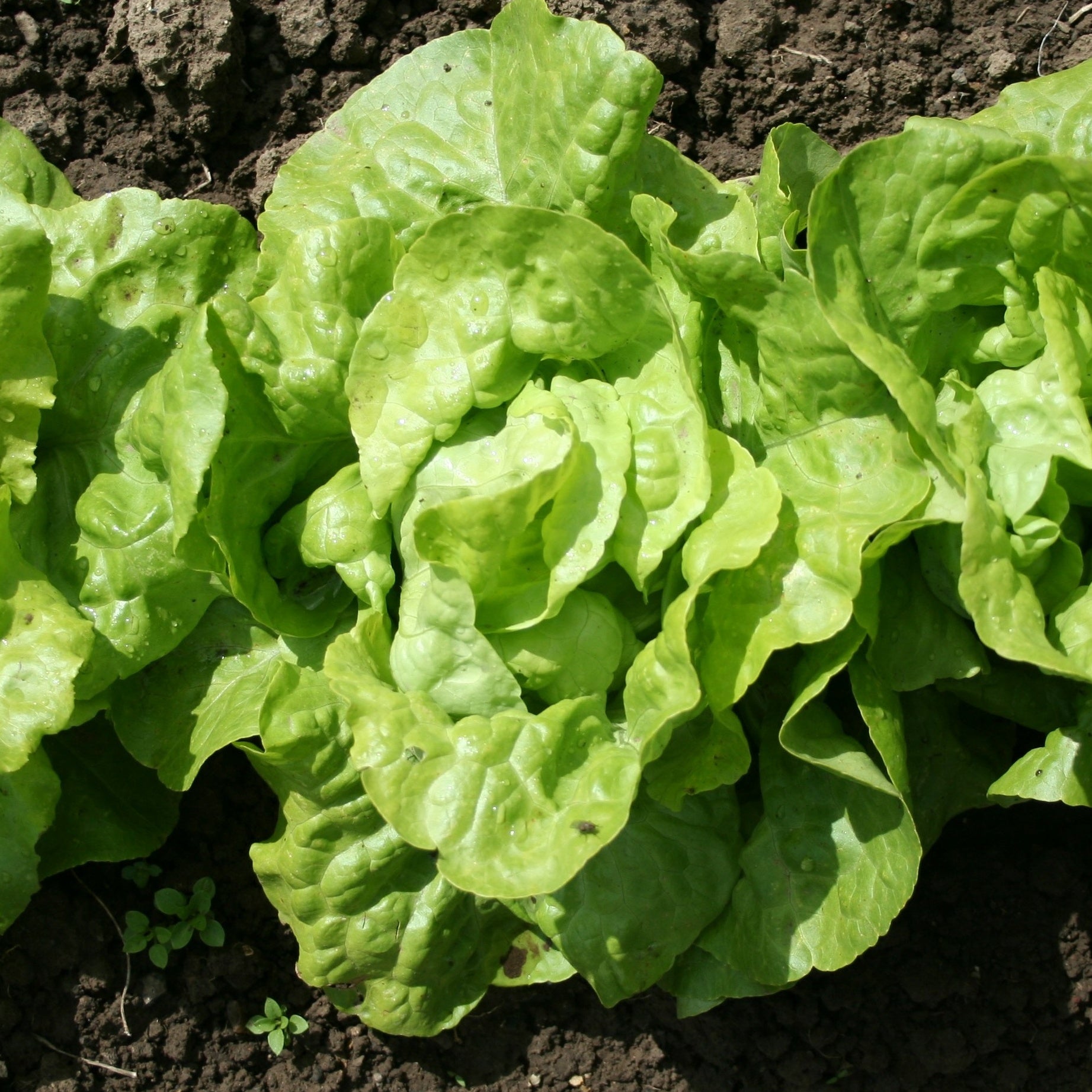 Kropsla 'Appia' (x6) - Lactuca sativa 'Appia' | Bakker.com