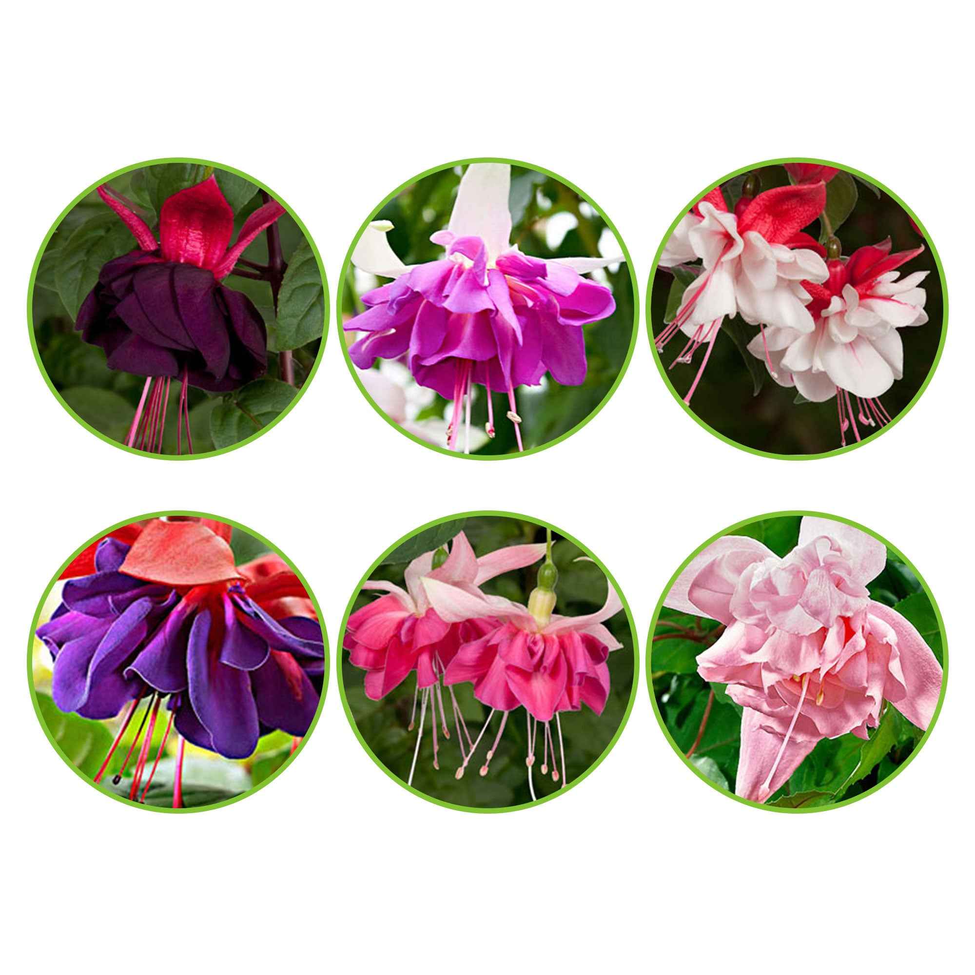 Fuchsia - Mix 'All in One' (x6) - Fuchsia Bella Rosella, Blue Mirage ...
