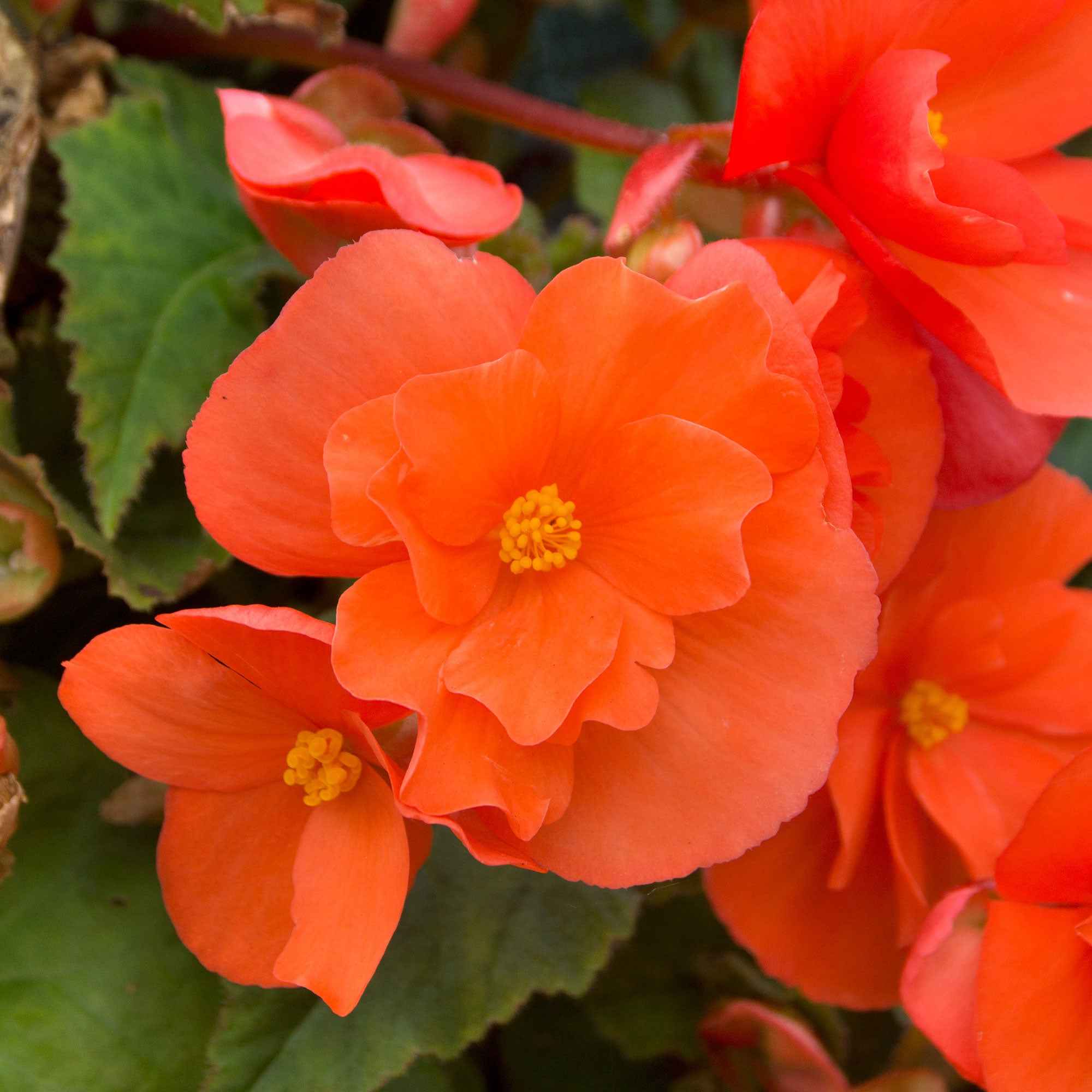 Begonia's - Begonia | Online kopen op Bakker.com