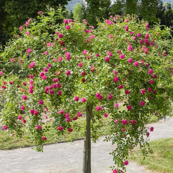 Roos 'Exelsia' op stam - Rosa wichuraiana excelsa | Bakker.com