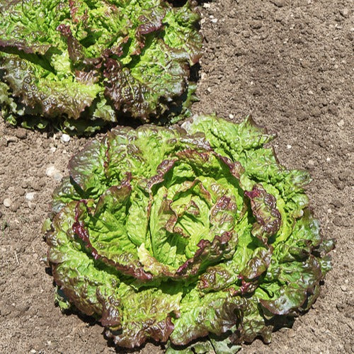 Zaden Rode ijsbergsla 'Rouge Grenobloise' - Lactuca sativa capitata ...