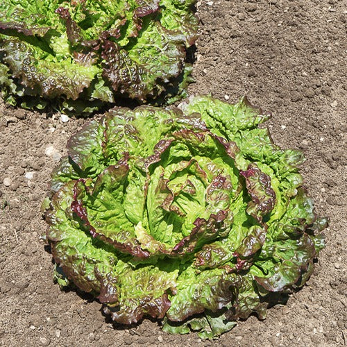 Zaden Batavia sla Mix 'Blonde de Paris' + 'Rouge Grenoble' + 'Doré de ...